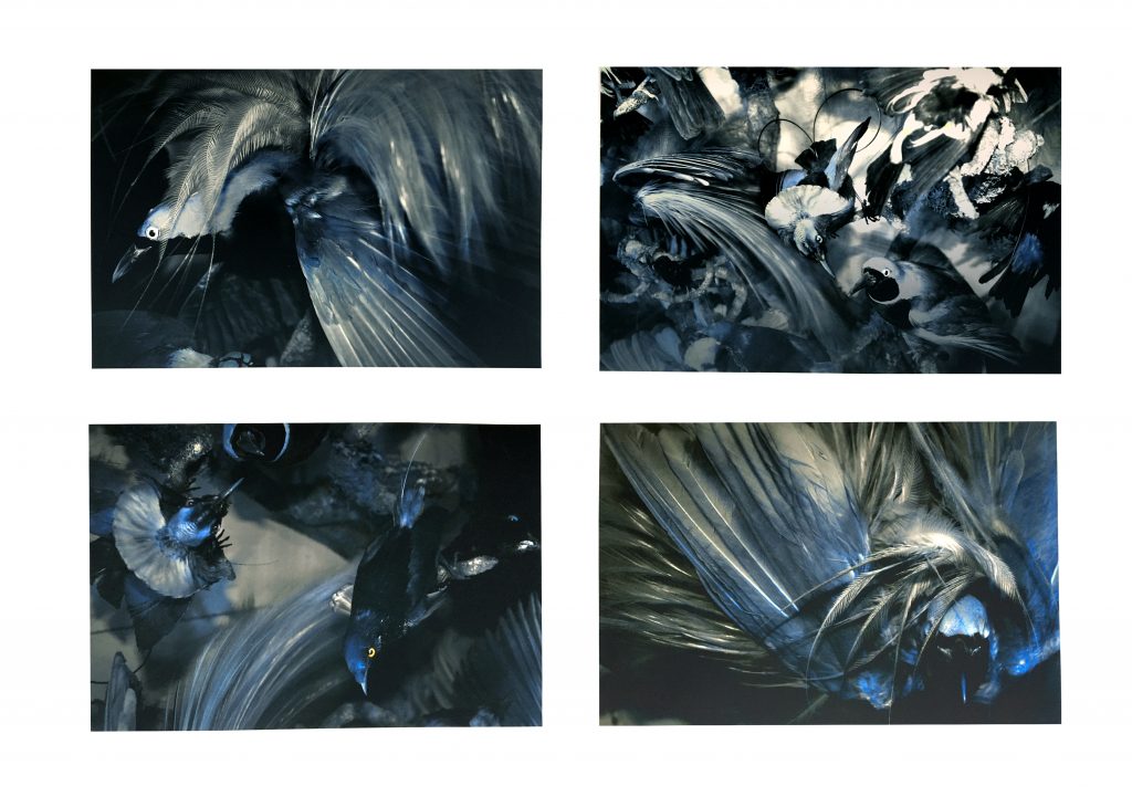 fayewilson.com – artist curator